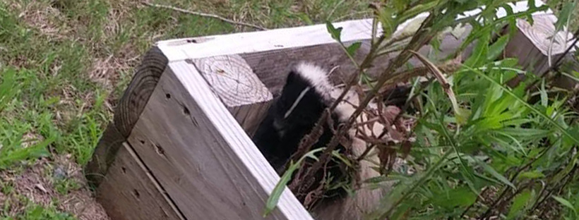 Where do skunks live?